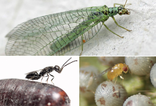 3 efectivos controladores biológicos de plagas | CONtexto ganadero