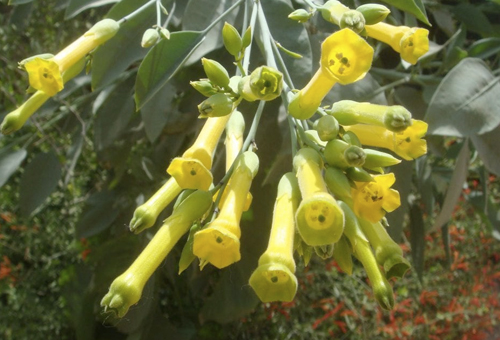 El Gandul como alternativa en la implementación silvopastoril en Costa ...