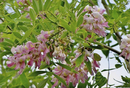 Cómo utilizar mejor el matarratón | CONtexto ganadero