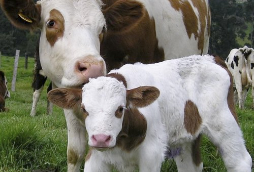 Qué hacer antes y durante el nacimiento del ternero | CONtexto ganadero