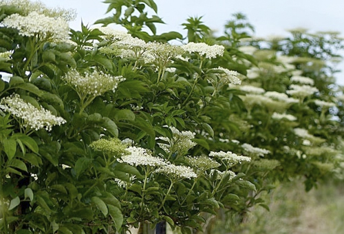 El sauco en la dieta para vacas disminuiría emisiones de metano ...