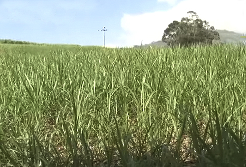 Recomendaciones para el establecimiento de una buena pastura | CONtexto ...