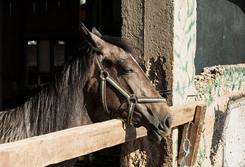 ¿Conoce usted el ‘mal de oso’ en los caballos y cómo remediarlo ...