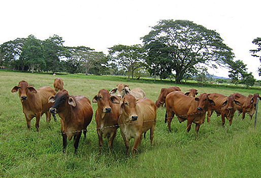 Establecimiento de la pastura, clave para el desarrollo ganadero ...