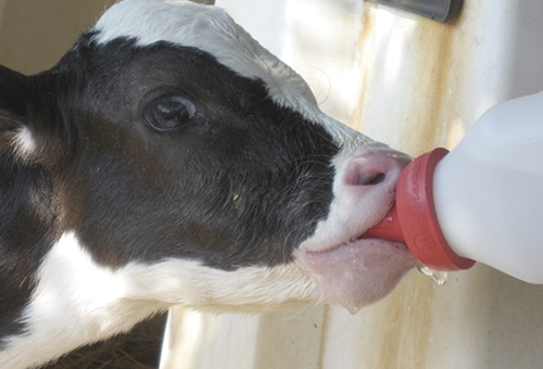 ¿Sabe cuándo se debe suministrar el primer calostro? | CONtexto ...