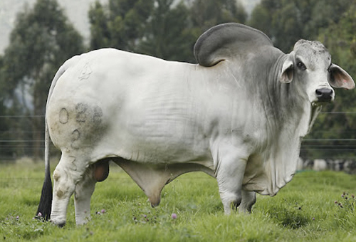 ¿Qué debe tener un toro reproductor en un hato de cría? | CONtexto ganadero