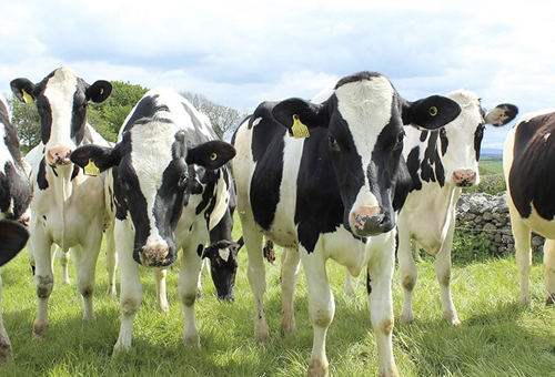 3 factores claves en la selección de vacas | CONtexto ganadero ...
