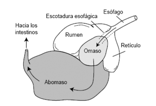 ¿Sabe cómo desarrollar de forma eficaz los estómagos del ternero ...