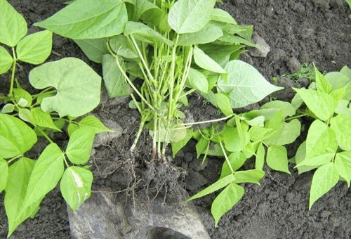 La importancia de estudiar la lignina en la nutrición de forrajes y ...