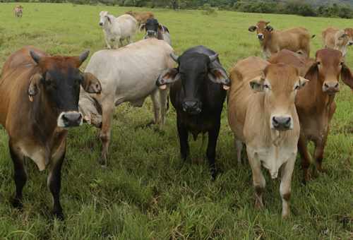Pardo Suizo y sus cruces, la funcionalidad y rentabilidad en una raza ...