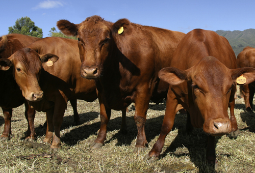 La raza Angus y sus cruces, claves para la ganadería de carne ...