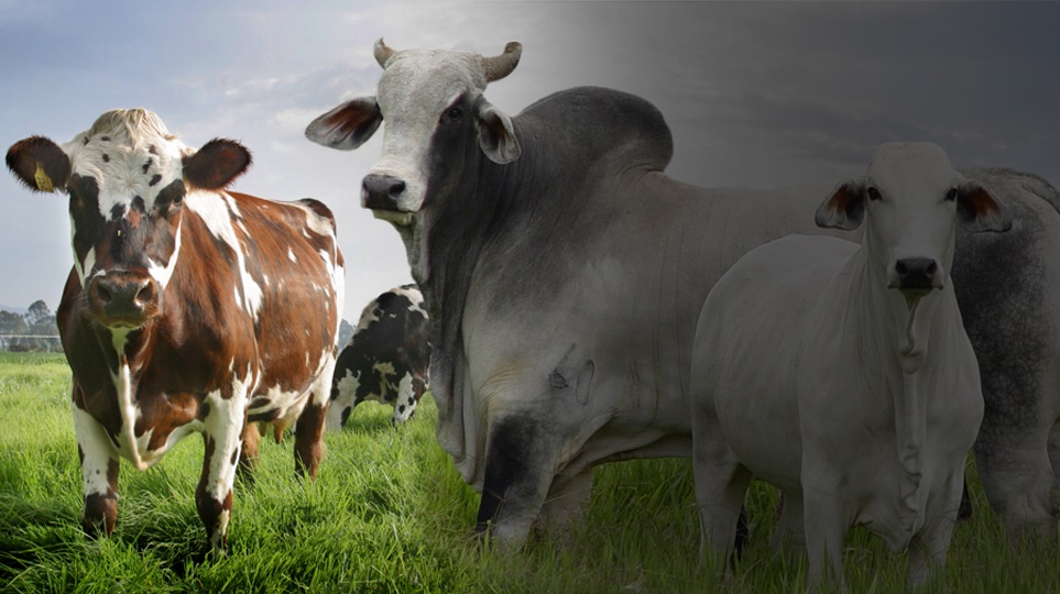 ¿Cómo tener las características del mejor toro o de la hembra excelente ...