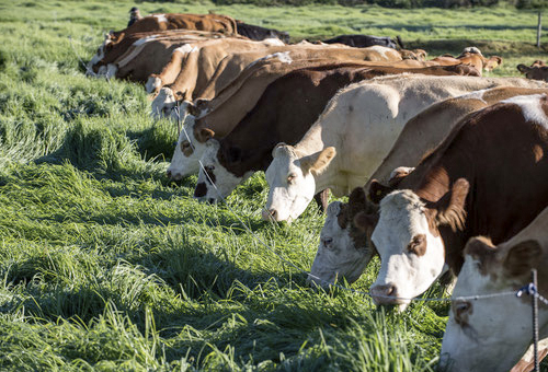 Qué se debe tener en cuenta al seleccionar un simmental | CONtexto ...