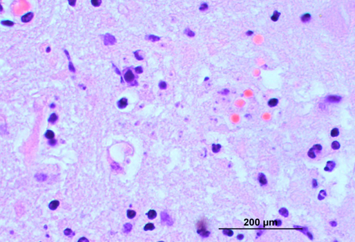 Conozca la prueba ideal para la neospora | CONtexto ganadero | Noticias ...