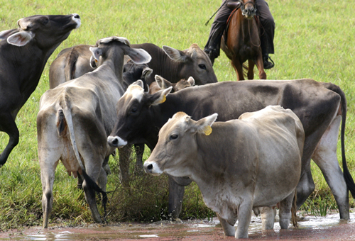 ¿Qué cruce del Pardo Suizo es el ideal para el trópico bajo? | CONtexto ...
