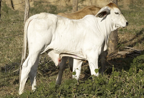 Cuánto tiempo debe estar el ternero con la madre después del nacimiento ...