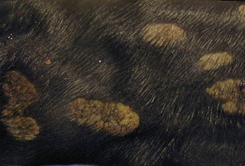 ¿Cómo saber si una contusión en el ganado es antigua o fresca? (parte 2 ...