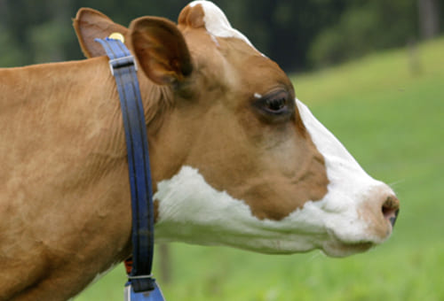 Conozca las anomalías genéticas que pueden presentar los bovinos en la ...