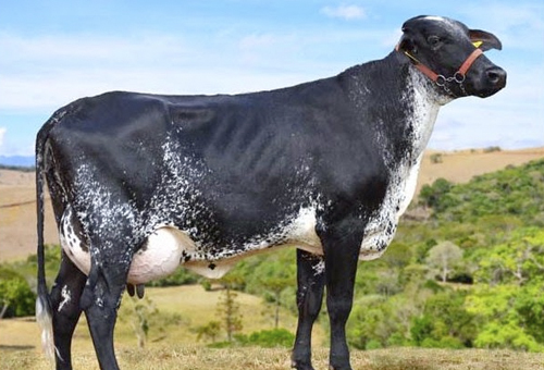 Con holstein y gyr, se logran buenas producciones de leche en el trópico bajo | CONtexto ganadero