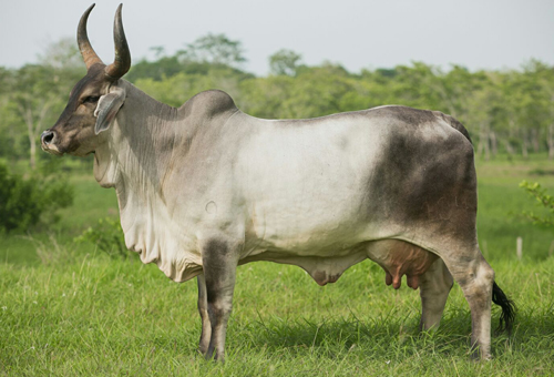Así ha sido el posicionamiento del Guzerá en los últimos 30 años ...