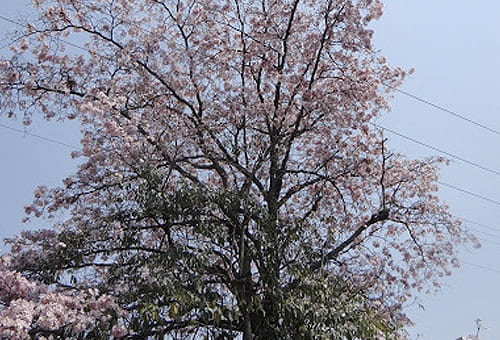 ¿Ha probado el roble morado en su ganadería? | CONtexto ganadero