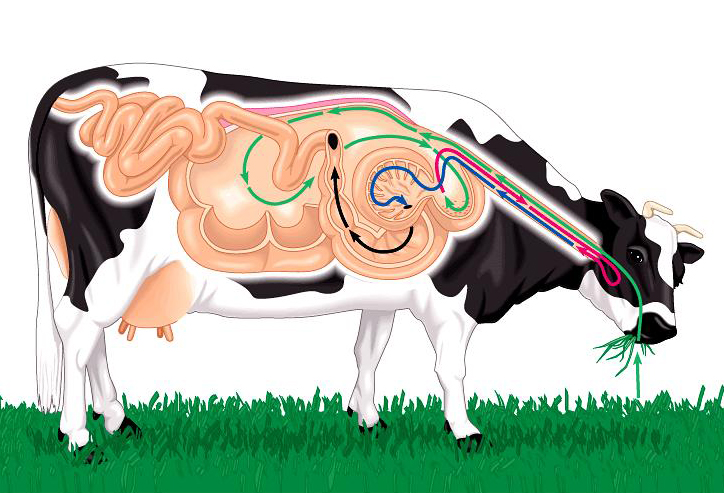 Aspectos a tener en cuenta de la acidosis ruminal | CONtexto ganadero ...