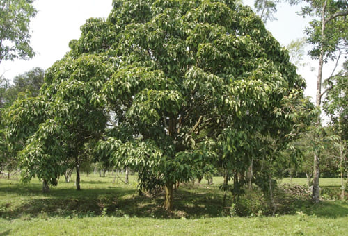 Conozca los aportes del cacay en sistemas silvopastoriles | CONtexto ...