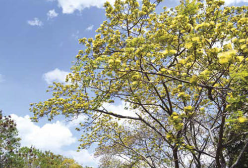 El iguá, una especie que puede ser mejor aprovechada en Colombia ...
