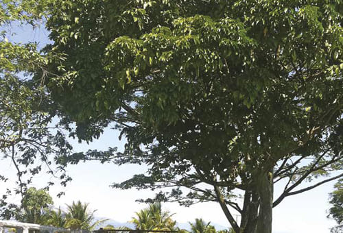 Conozca cómo debe ser el mantenimiento del Cacay | CONtexto ganadero ...