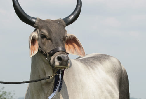 Guzerá la base para mejoramiento genético de doble propósito | CONtexto ...