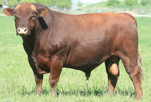 Estas son algunas indicaciones para realizar un examen clínico en ...