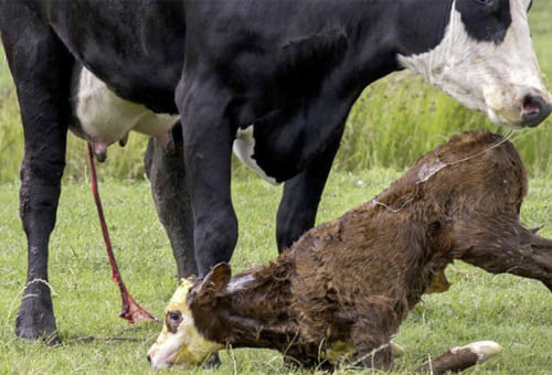 Se debe estar preparado para ayudar al parto del animal en caso de ser ...
