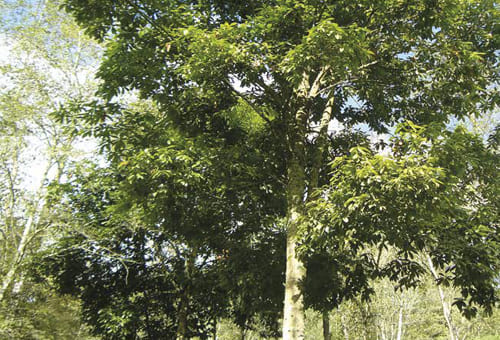 Conozca cómo cuidar el roble andino en su finca | CONtexto ganadero ...