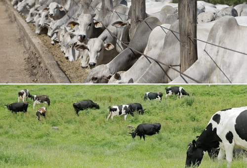¿Estabulación o pastoreo?, desde la óptica de un experto | CONtexto ...