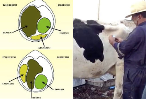 ¿Es más grave cuando el abomaso se desplaza a la derecha que a la ...