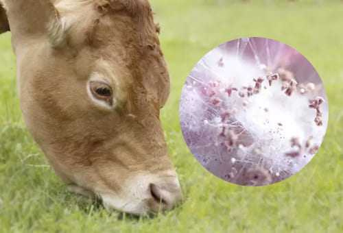 ¿Cómo diagnosticar la micotoxicosis? | CONtexto ganadero