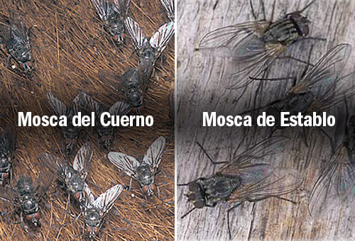 ¿Sabe diferenciar entre las moscas de los cuernos y las de los establos ...