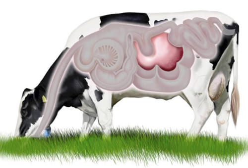 El cuidado del rumen es el 50 por ciento del éxito de la producción ...