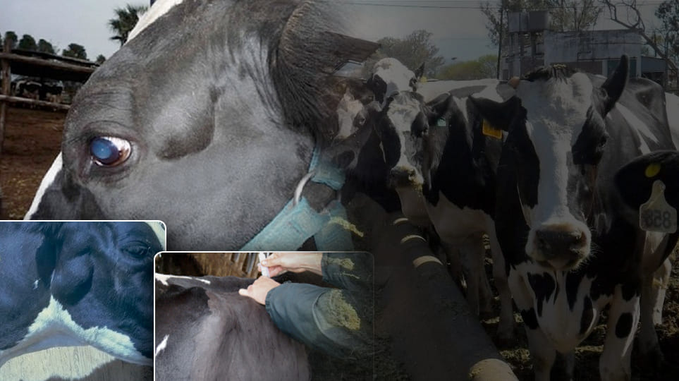 Leucosis bovina, enfermedad con presencia silenciosa en Colombia ...