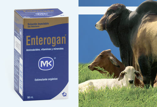 Beneficios de la estimulación orgánica en la producción bovina ...