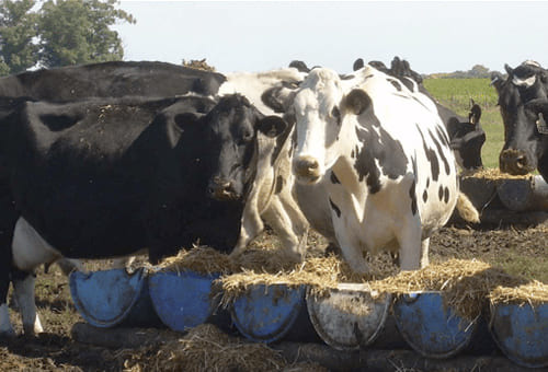 ¿Qué productos se usan para modular la fermentación ruminal en el ganado? | CONtexto ganadero