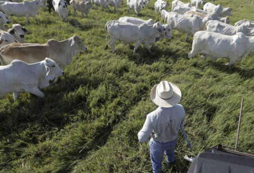 ¿Cuánto gana un ganadero en EE. UU. por vender su ganado para ...