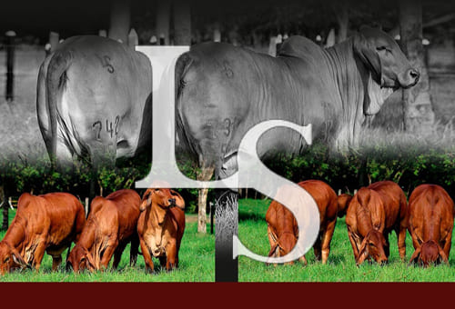 El Caney, mejor expositor y criador brahman rojo en la Feria Nacional ...