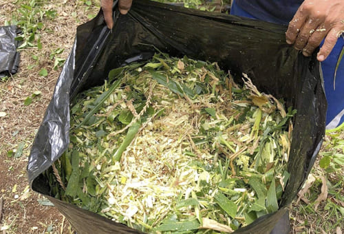 8 recomendaciones para tener un ensilaje de maíz perfecto | CONtexto ...