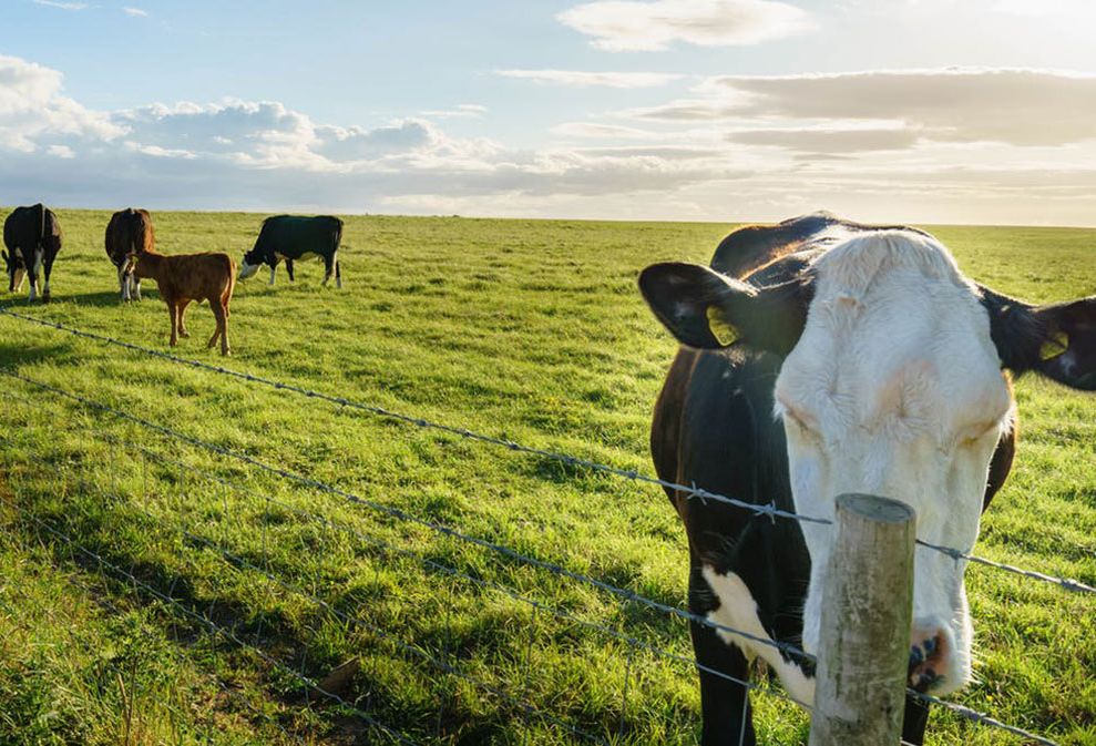 Aspectos a optimizar en el manejo animal | CONtexto ganadero