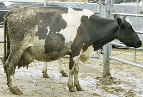 Programa de paratuberculosis: cómo manejarlo y cuánto cuesta en ...