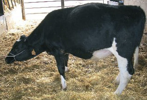 Cómo diferenciar el timpanismo abomasal con la diarrea neonatal ...