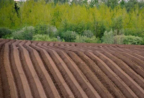 ¿Cuándo, qué y cómo sembrar? | CONtexto ganadero