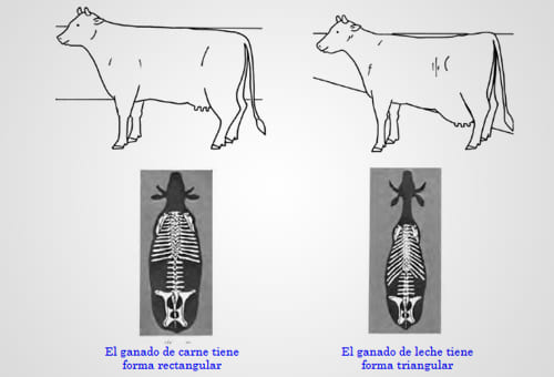 Diferencias en la conformación del ganado entre carne y leche para ...