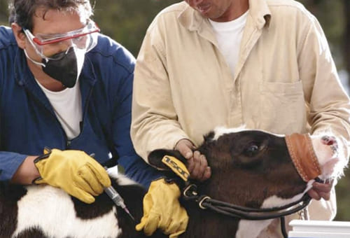 La sanidad animal, un tema de atención para evitar grandes pérdidas ...